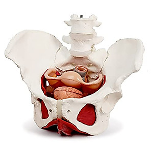 Benilev Female Pelvis Model with Pelvic Floor Muscles Perineal Model Female Anatomy Model 1:1 Life Size Human Skeleton Medical Science Educational Equipment Anatomy Medicine