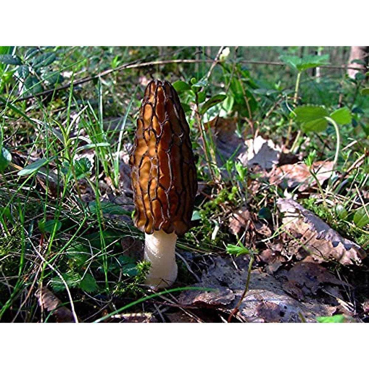 100pcs Seeds Morel Black Mushroom Mycelium Spawn Grow Bonsai Dried Spores for Planting Non GMO