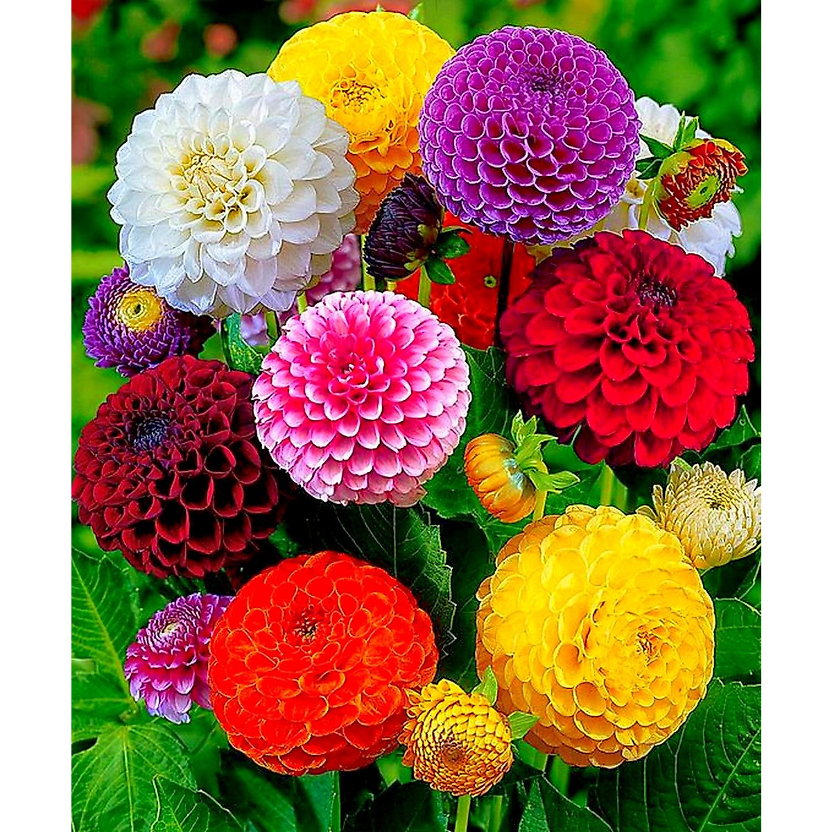Seeds Dahlia Pompon Mix Flower Annual Beautiful Outdoor Garden Cut for Planting Non GMO