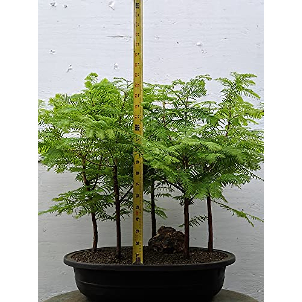 5 Tree Redwood Forest Bonsai Tree