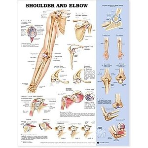 ACC Shoulder and Elbow Anatomical Chart