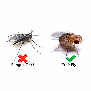 CatchMore Fruit Fly Traps | Effective Fruit Fly Trap for Indoor Use | Always Active (4+2 Bonus Pack)