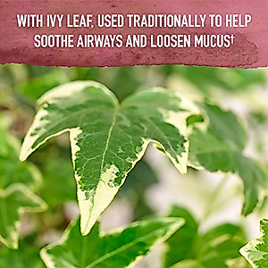 Garden of Life Elderberry Zinc Immune Support for Kids, mykind Organics Kids Cough & Mucus Immune Syrup with Ivy Leaf, Vitamin C and Echinacea for Children, Alcohol Free, No Added Sugars, 3.92 fl oz