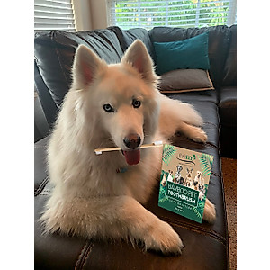 EveEco 4-Pack Bamboo Dog & Pet Toothbrushes - 2 Brush Heads Large & Small with Extra Long 8.5" Use with Toothpaste to Eliminate Cavities, Bad Breath, Tartar for Puppies, Cats, Kittens