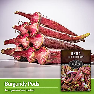 Survival Garden Seeds - Red Burgundy Okra Seed for Planting - Packet with Instructions to Plant and Grow Tender Burgundy Okra Pods in Your Home Vegetable Garden - Non-GMO Heirloom Variety