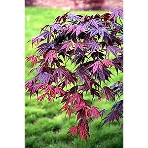 TriStar Plants - Japanese Maple Bloodgood Acer 3.5" Cups - 2pack - acer palmatum bloodgood - Healthy Established Roots- Bonsai - Indoor Plant - House Plant
