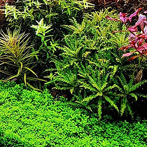 Planterest - Dwarf Baby Tears Hemianthus Callitrichoides 'Cuba' Potted Live Aquarium Plant Tropical Freshwater Decorations BUY2GET1FREE