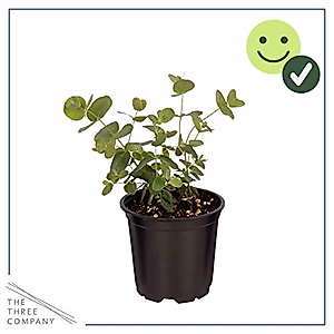 Live Aromatic and Healthy Herb - Eucalyptus (4 Per Pack), Improved Breathing and Air Quality, 10" Tall by 3" Wide