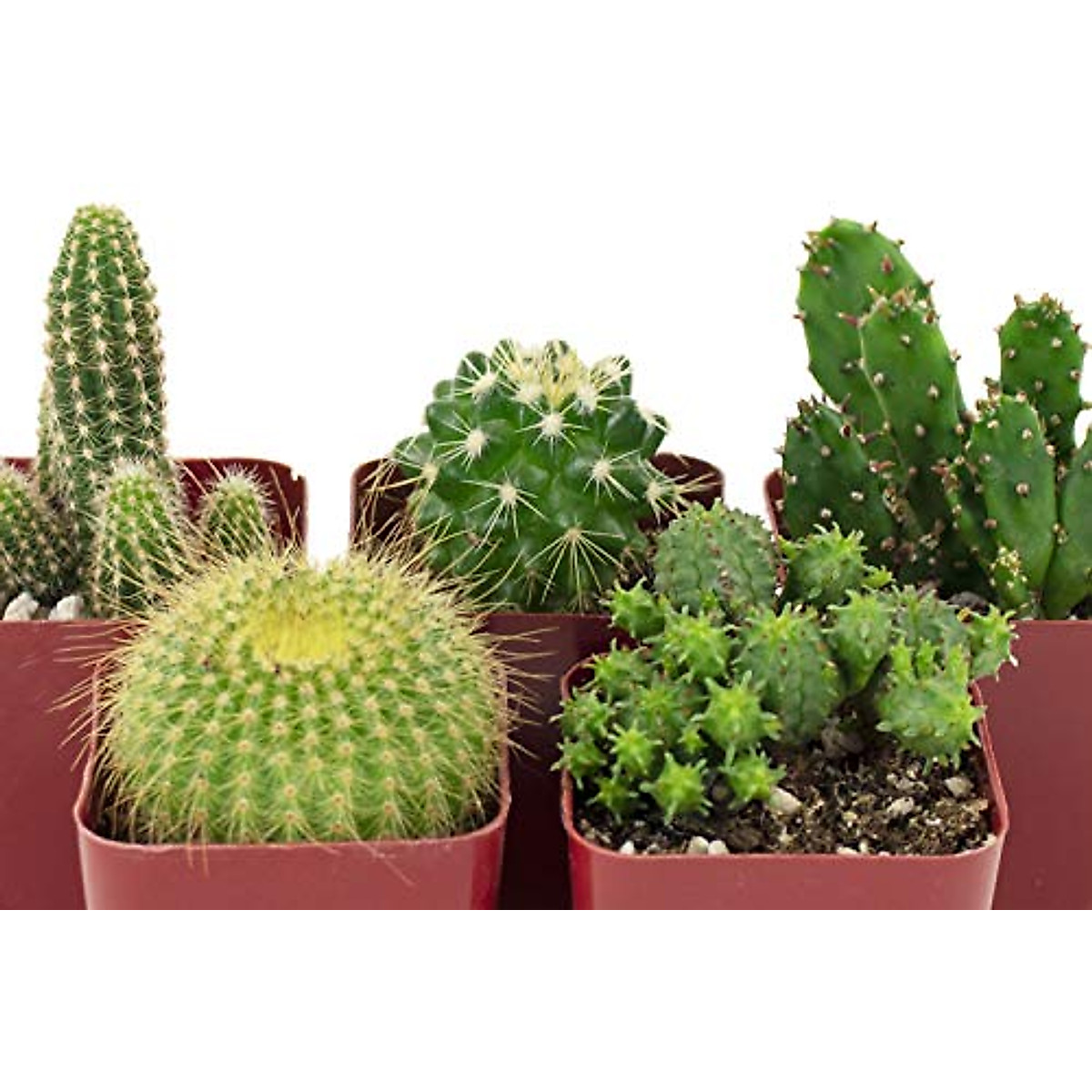 Shop Succulents | Can't Touch This Collection | Assortment of Hand Selected, Fully Rooted Live Indoor Cacti Plants, 5-Pack