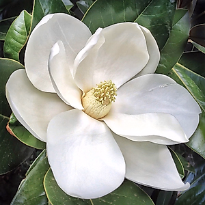 QAUZUY GARDEN 5 Southern Magnolia (Magnolia Grandiflora) Bull Bay Seeds | Non-GMO Heirloom Seed & Attract Pollinators | Striking Perennial Garden Container Bonsai Tree Shrub Plant