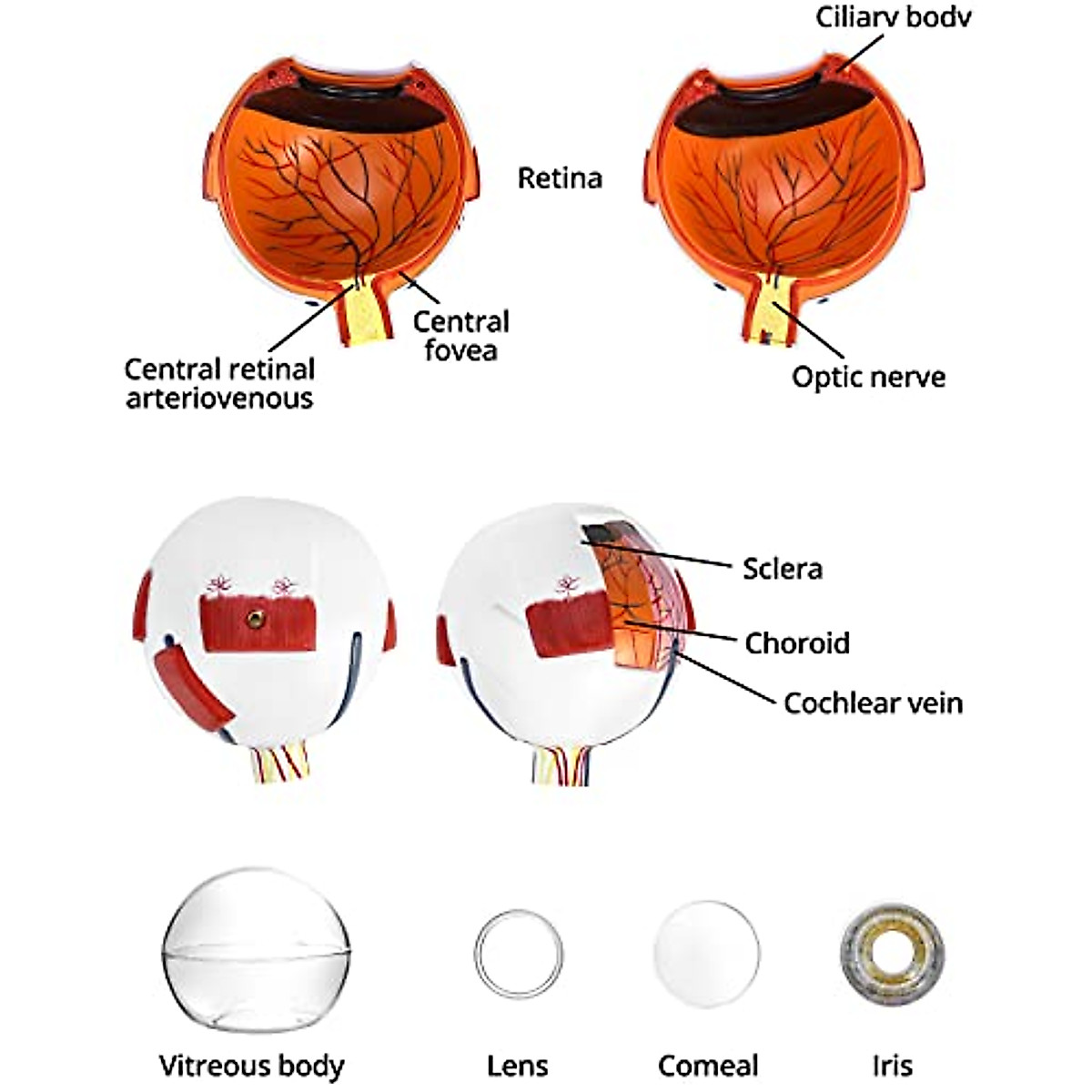 QWORK 6X Enlarged Human Eye Anatomy Model, Magnified Eyeball Model with Detachable Bracket, Anatomically Accurate Science Education Display Medical Teaching Education Human Eye Anatomical Model