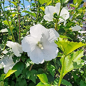 Snow White Hibiscus Seeds Perennial Attracts Butterflies Heat & Humidity Tolerant Bog Gardens Ponds Beds Borders Outdoor 25Pcs Flower Seeds by YEGAOL Garden