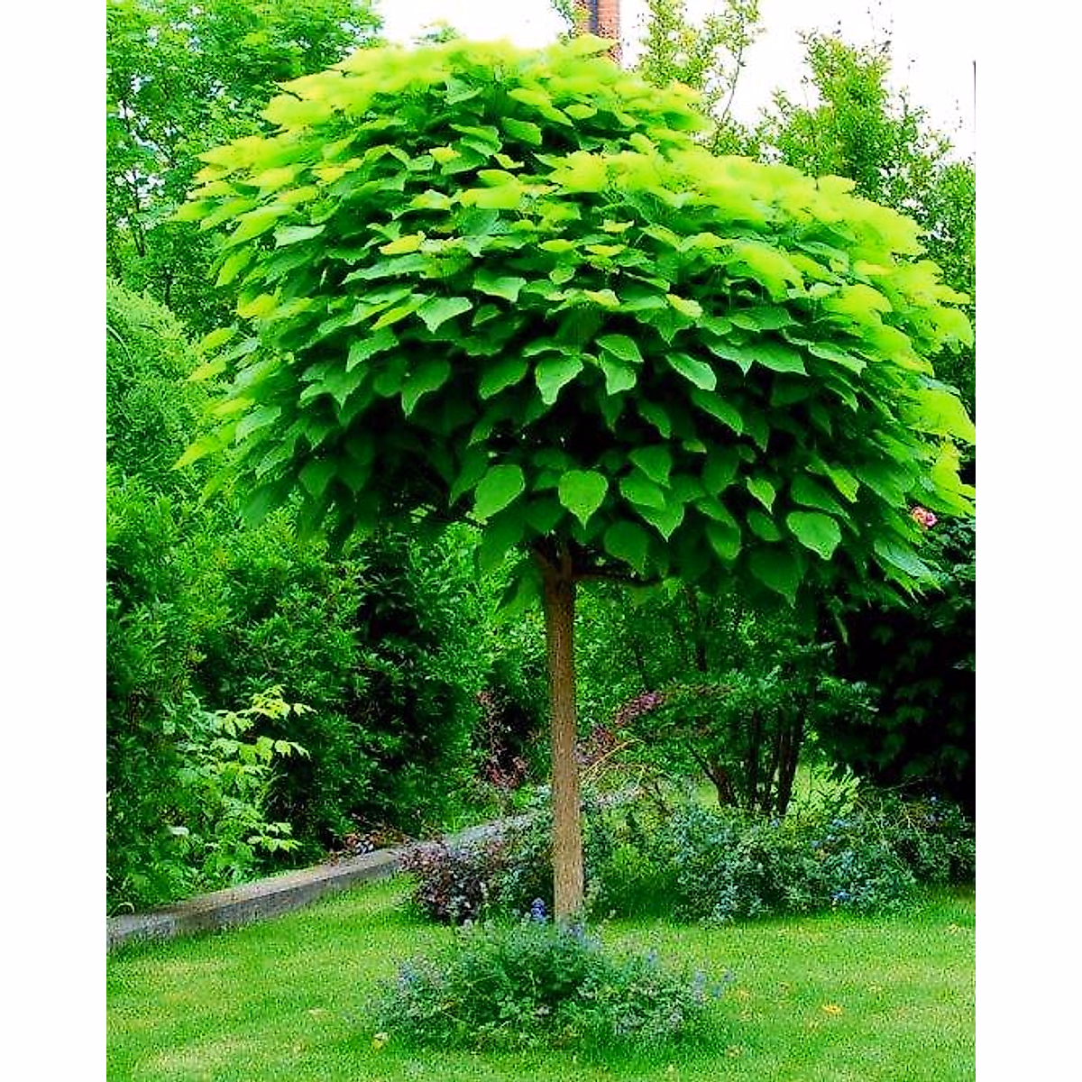 Indian Bean Tee Southern Cigar Tree Catawba Tree Catalpa Bignonioides 10 Seeds
