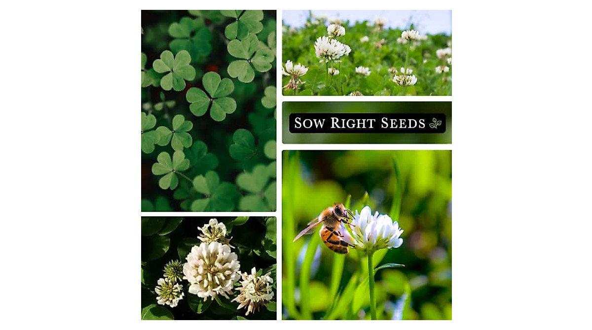 White Dutch Clover Seeds for Healthy Soil | Sow Right Seeds
