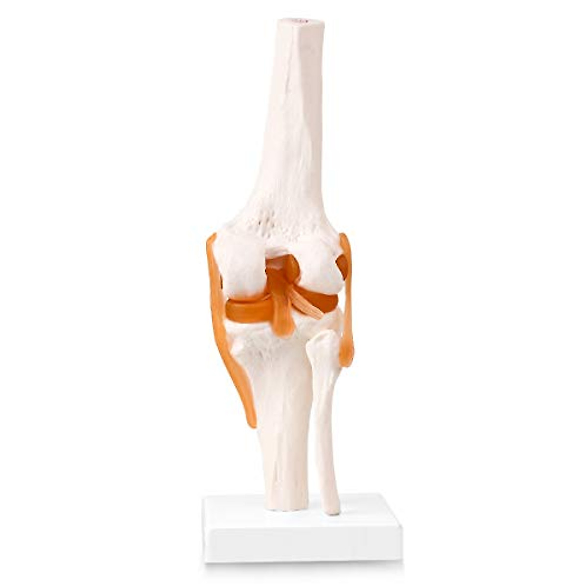 LYOU Human Knee Joint Model with Knee Ligament, Life Size Anatomical Knee Joint Flexible Skeleton Model, Perfect for Medical Learning and Teaching
