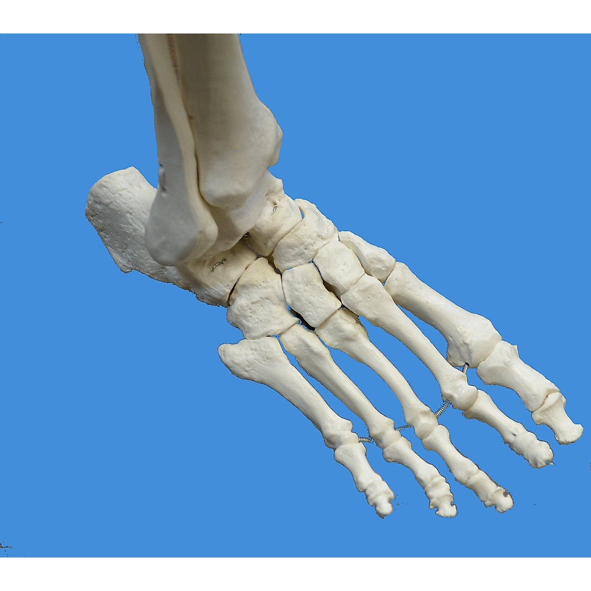 Wellden Medical Anatomical Human Lower Limb Skeleton Model, Life Size