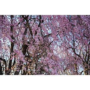 Weeping Cherry Blossom (shidare Sakura) cuttings 10 pcs (Deep Pink)
