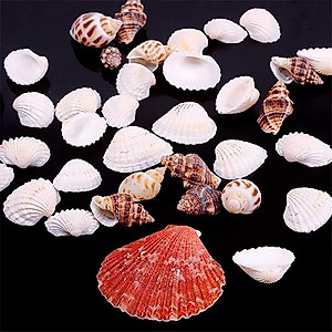 wsloftyGYd 100g Mixed Sea Beach Shells Crafts Seashells Aquarium Decor Photo Props