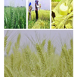 TooGet Dried Wheat Sheaves Stalks Bouquet Bundles, 100 Stems Natural Ear of Wheat Grain Flowers Dry Grass Bunch DIY Arrangements for Home Wedding Store Decorative