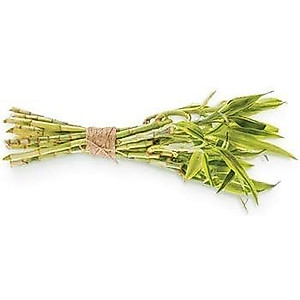 Human+Kind Body Scrub - Exfoliating, Hydrating Body Polish that Scrubs Away Dead Skin Cells - Clarifying Treatment for Soft, Smooth Skin with Bamboo Extract Beads - Vegan and Cruelty Free - 6.76 oz