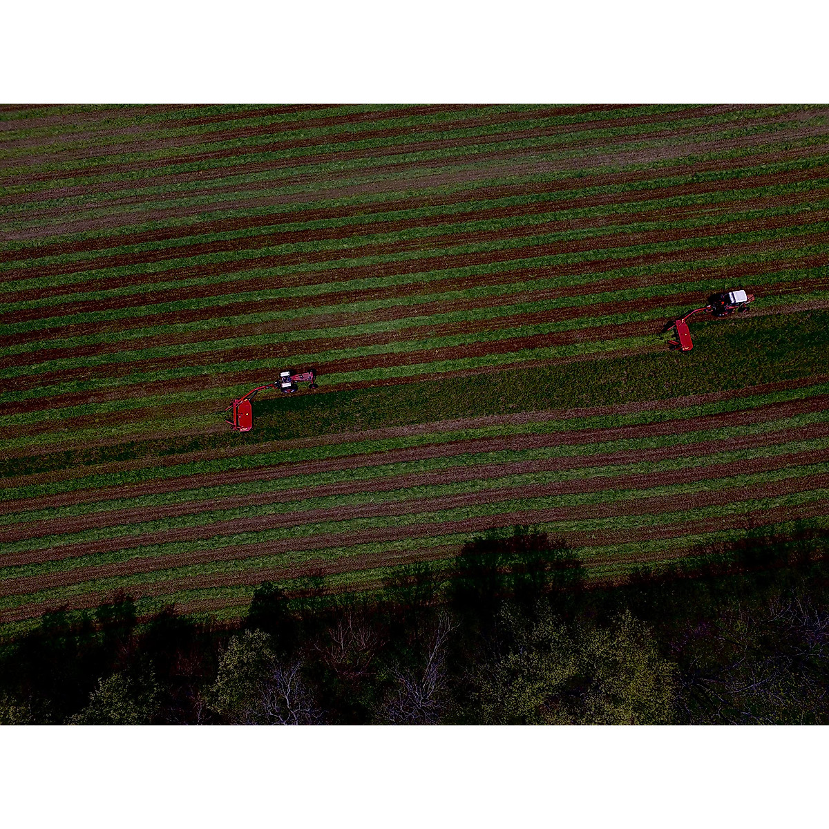 Hobby Hay Alfalfa and Orchard Grass Mixed Hay - All Natural Hay for Rabbits, Guinea Pigs, Hamsters, Gerbils, and Other Small Animals - 8 lb