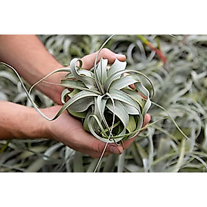 Large Xerographica Air Plants 5 to 7 Inch Wide - Air Plants Live Tillandsia Succulent House Plants Holders - Available in Wholesale and Bulk Air Plant - Home and Garden Decor - Easy Care Indoor and Outdoor Plants (1 PC)