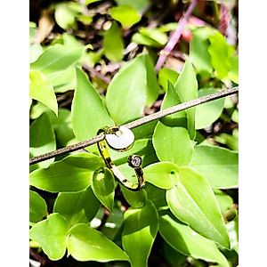 ZENN VERSE Brass Double Stone Finger Ring Eye-Catchy Ornament Beautiful Vintage Gem Crystal Ring Brings Charm Good looking Adjustable Finger Ring