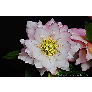 Perennial Farm Marketplace Helleborus x W.J. 'Cotton Candy' (Lenten Rose) Perennial, 1 Quart, Pink Flowers