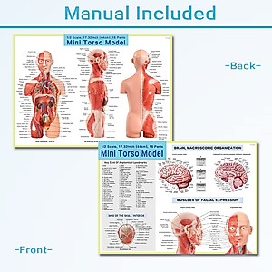 EVOTECH 2025 New Human Body Deluxe Musculature Model, 16 Pcs Removable 17 inch Human Torso Anatomy Model with Heart Head Skull Brain Skeleton Model for Medical Student, Lab & Classroom Use