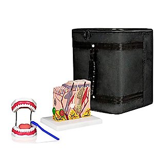 Parco Scientific PBM-B7 Human Skin Model from Scalp Section and Teeth Model with Brush with Carrying Case