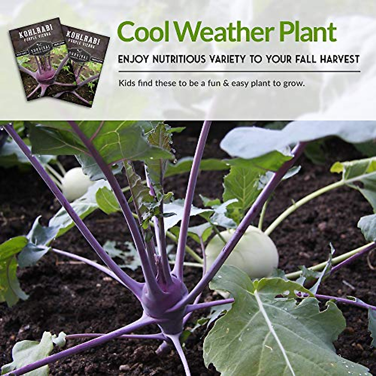 Survival Garden Seeds - Purple Vienna Kohlrabi Seed for Planting - Packet with Instructions to Plant and Grow Unique Cruciferous Vegetables in Your Home Vegetable Garden - Non-GMO Heirloom Variety
