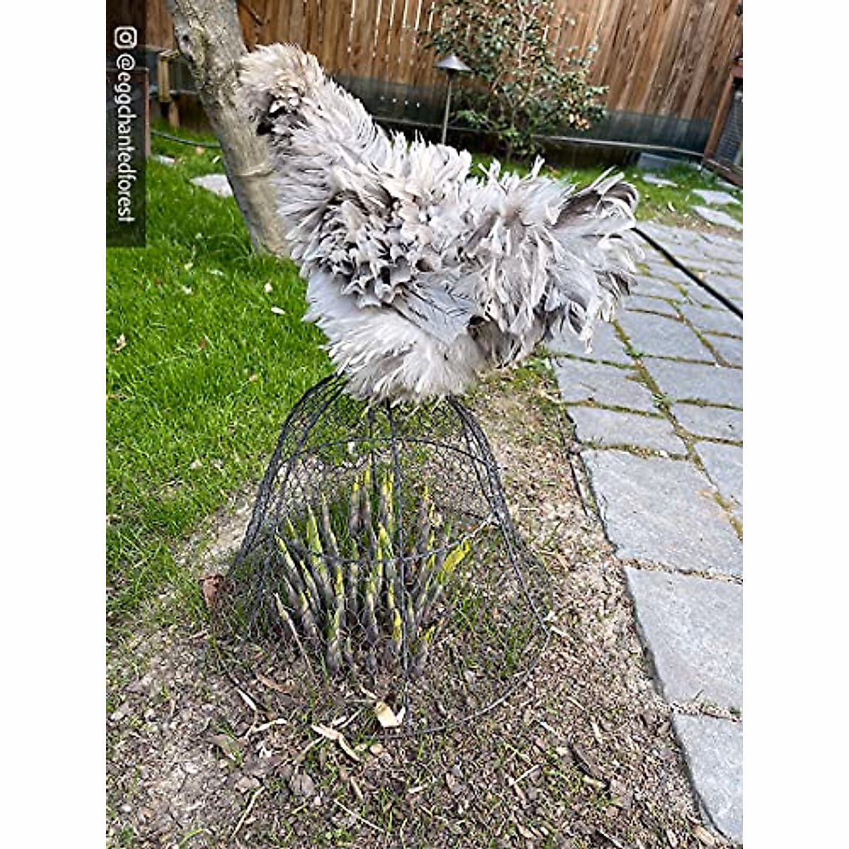 Gardener's Supply Company Sturdy Chicken Wire Cloche Plant Protector & Cover | Sturdy Metal Cage Garden Protection for Your Plants and Seedlings | No Assembly Required - 16" in Diameter x 12-1/2" H