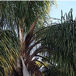 CHUXAY GARDEN Syagrus Romanzoffiana,Queen Palm,Cocos Palm 5 Seeds Elegant Evergreen Palm Long-Lived Hardy Tree Great for Specimen or Street Tree
