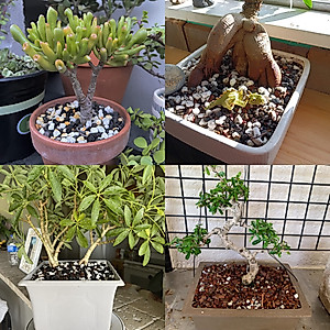 Horticultural Pumice for Plants Professional Sifted (12QT, 1/4 inch)