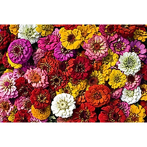 Zinnia Seeds for Planting Outdoors, Over 480 Seeds Giving You The Zinnia Flowers You Need, Zinnia Elegans, 4.2 Grams, Non-GMO