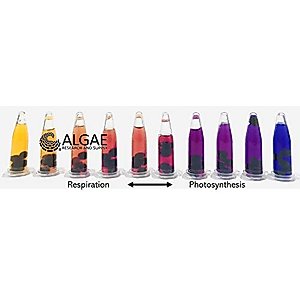 Algae Research and Supply: Algae Beads (Ready-to-go Algae Beads in Indicator- snap vials (x100))