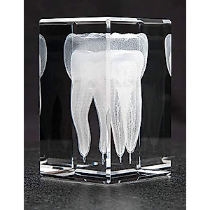 Anatomy Crystal (Tooth, 1 Pound)