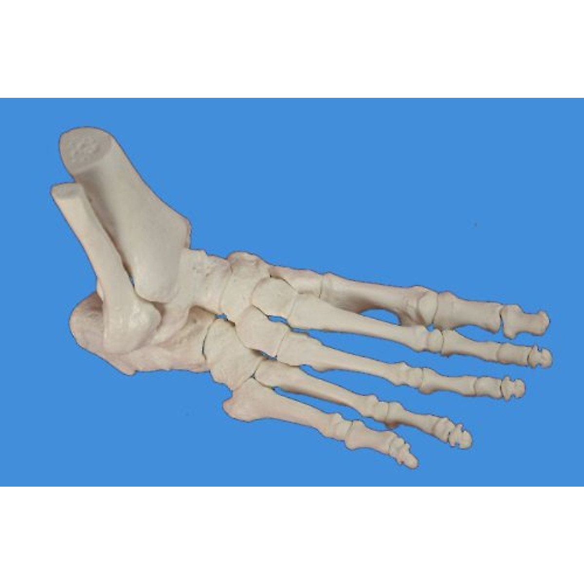 Wellden Medical Anatomical Foot Skeleton Model,disarticulated and Assembled by Magnets, Life Size