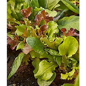 Burpee Sweet Salad Mix Mesclun Seeds 750 seeds