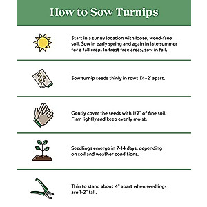 Burpee Purple Top White Globe Turnip Seeds 5000 seeds