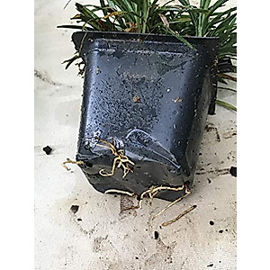 Dwarf Mondo Grass (Ophiopogon japonicus 'Nana') 18 Count Flat, 3.5" pots