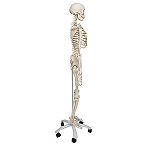 3B Scientific A10 Stan the Standard Skeleton w/ Pelvic mounted roller stand - 3B Smart Anatomy