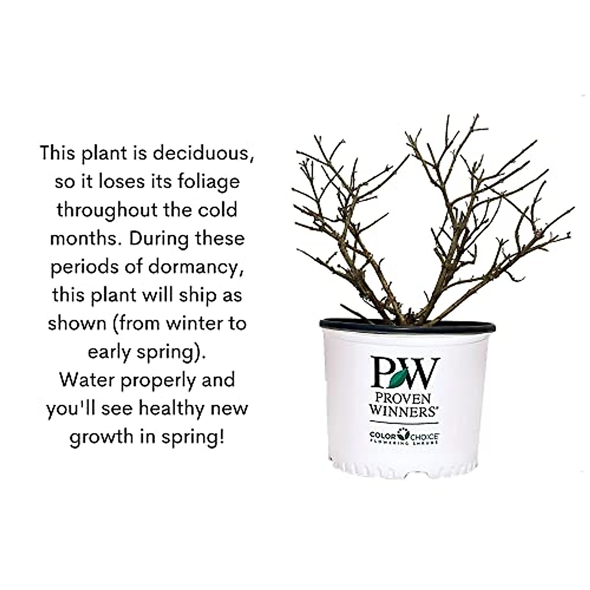 Proven Winner Pugster Amethyst 2 Gal. Buddleia, Purple Blooms