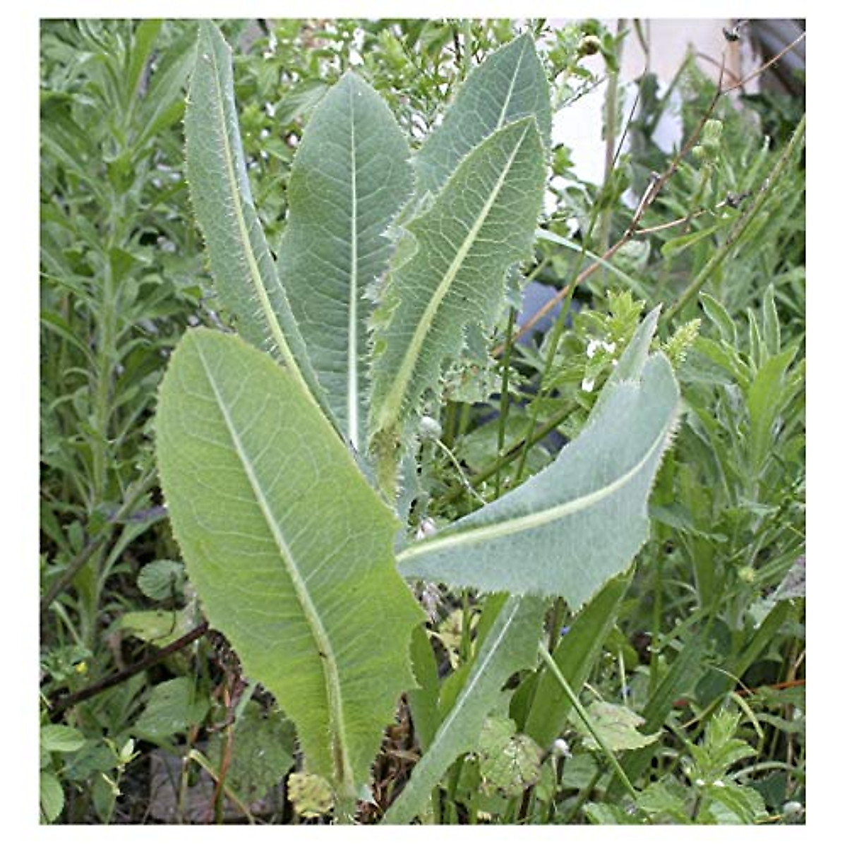 Earthcare Seeds Wild Lettuce 50 Seeds (Lactuca virosa) Heirloom - Non GMO - Open Pollinated