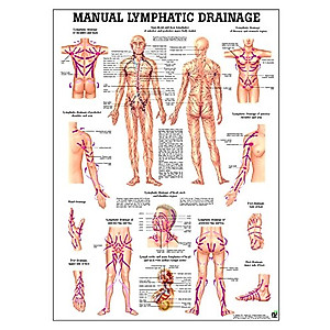 Lymphatic Drainage Laminated Anatomy Chart Lymphatic Drainage Laminated Anatomy Chart Lymphatic Drainage Laminated Anatomy Chart Lymphatic Drainage Laminated Anatomy Chart Lymphatic Drainage Laminated Anatomy Chart Lymphatic Drainage Laminated Anatomy Cha