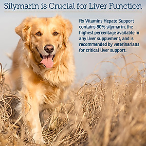 Rx Vitamins Hepato Support for Dogs & Cats - Liver Support Supplement with Milk Thistle for Dogs and Cats - Hepatic Dog Supplement Enriched with Vitamin B Complex - 180 Capsules