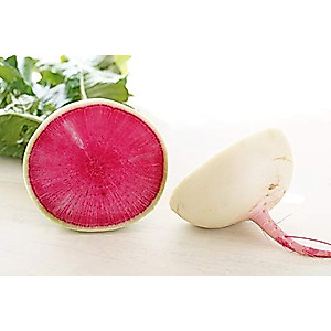 Watermelon Radish Seeds for Planting, 120+ Heirloom Seeds Per Packet, (Isla's Garden Seeds), Non GMO Seeds, Botanical Name: Raphanus sativus acanthiformis, Great Home Garden Gift