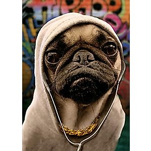 Portal Pug in Hoodie Funny/Humorous Dog Birthday Card