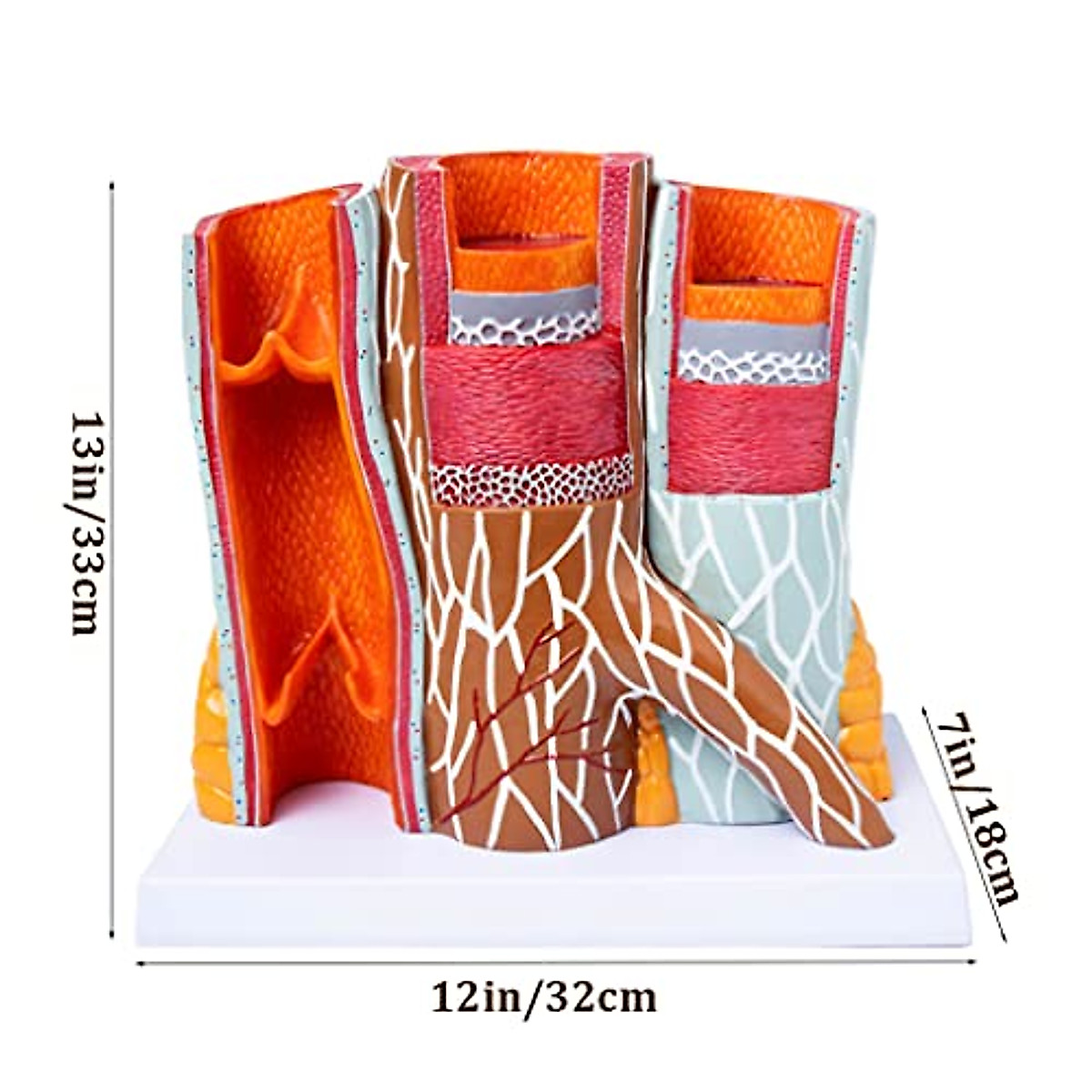 Removerable Teaching Model Human Blood Vessels Model 14 X Enlarged Anatomy Model Arteriovenous Cardiovascular Model Medical Teaching Anatomy
