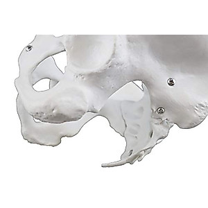 Vision Scientific VAP217 Female Pelvis with 4th & 5th Vertebrae | Extremely Accurate and Detailed Representations of The Female Pelvic Bones | Life Size for Accurate Study of The Anatomical Features